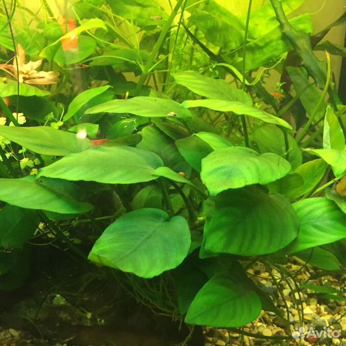 "Анубиас". большой куст.Размер 150-250 мм