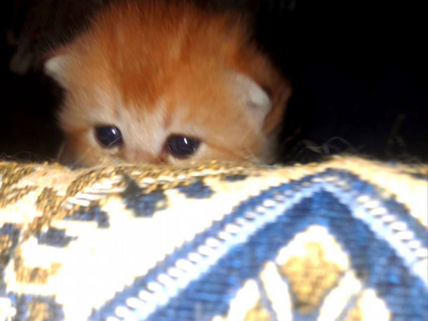 Кошки бриташки