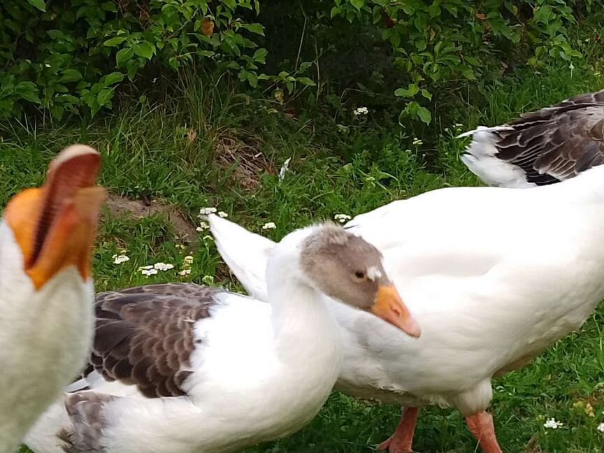 Гусь