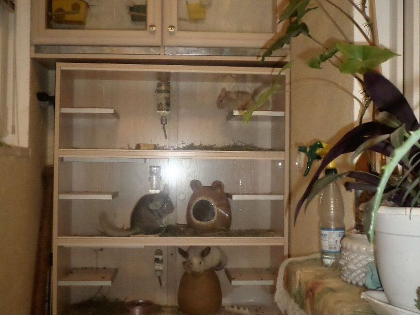 Клетка-витрина для грызунов