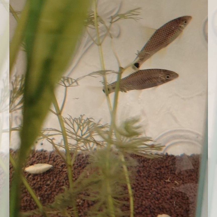 Сетчатый водорослеед