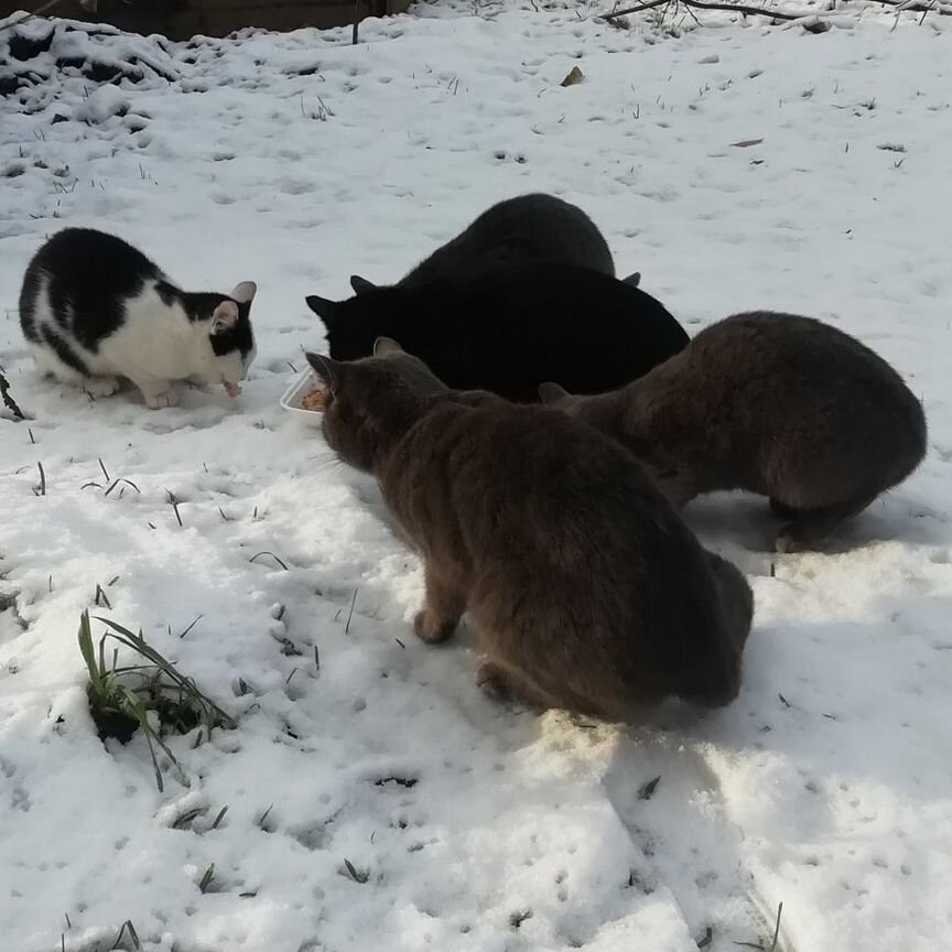 Кошки в добрые руки бесплатно