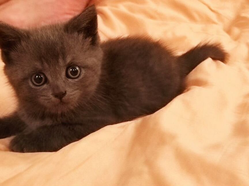 Котенок в добрые руки