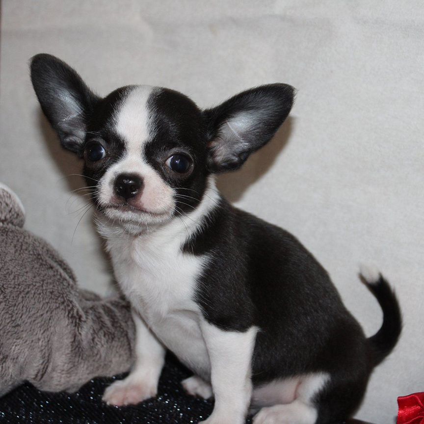 Щенки чихуахуа большой выбор окрасов