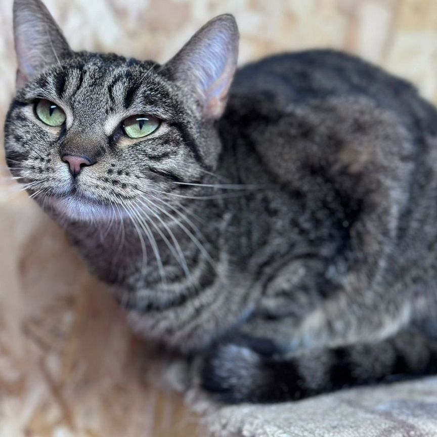 Чудеская кошка шпротинка из приюта