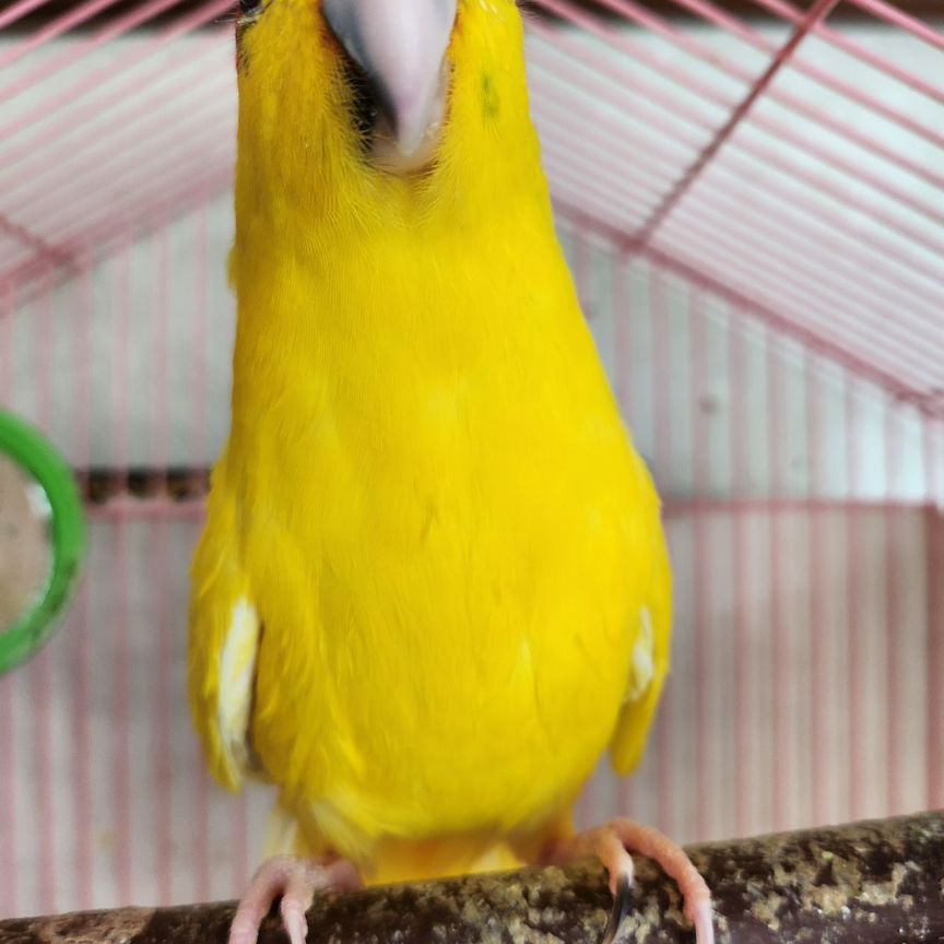 Попугай какарик