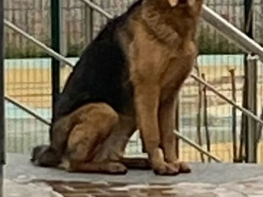 Кто мог бы спасти метиску овчарку с улиц Скитается