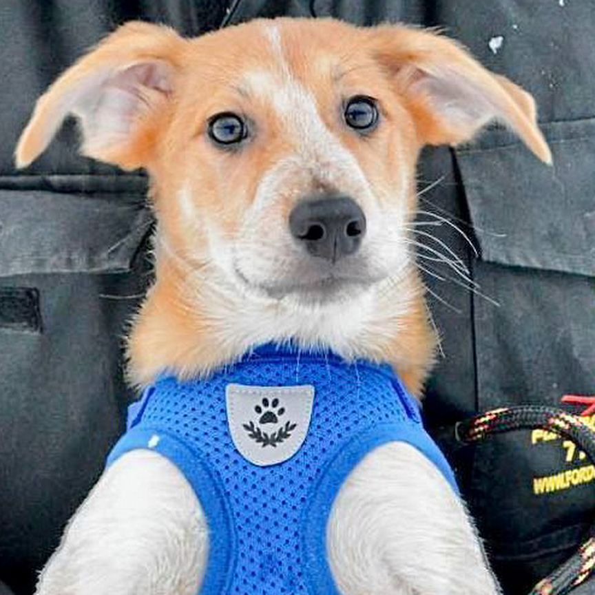 Щенок в добрые руки