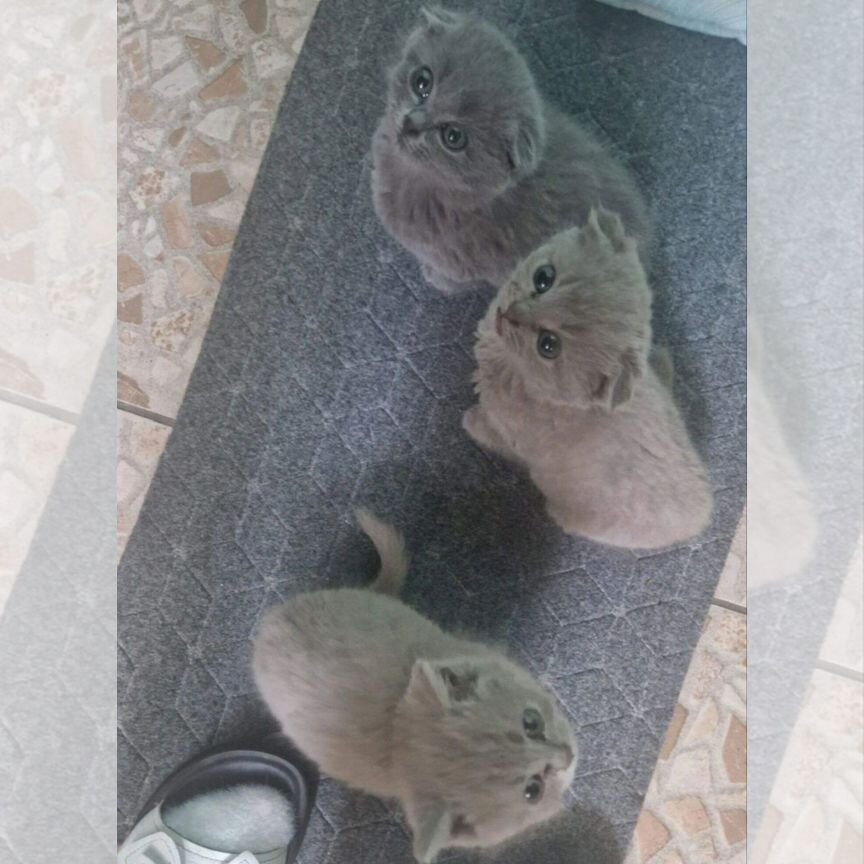 Шотландский вислоухий длинношёрстный котёнок