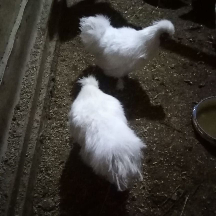 Питушки китайский