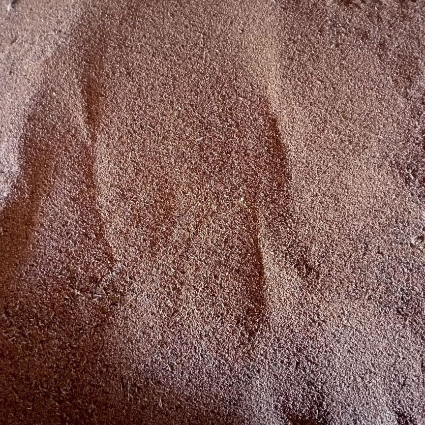 Ячмень, пшеница