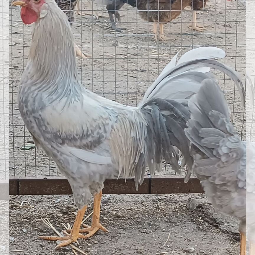 Петухи молодые