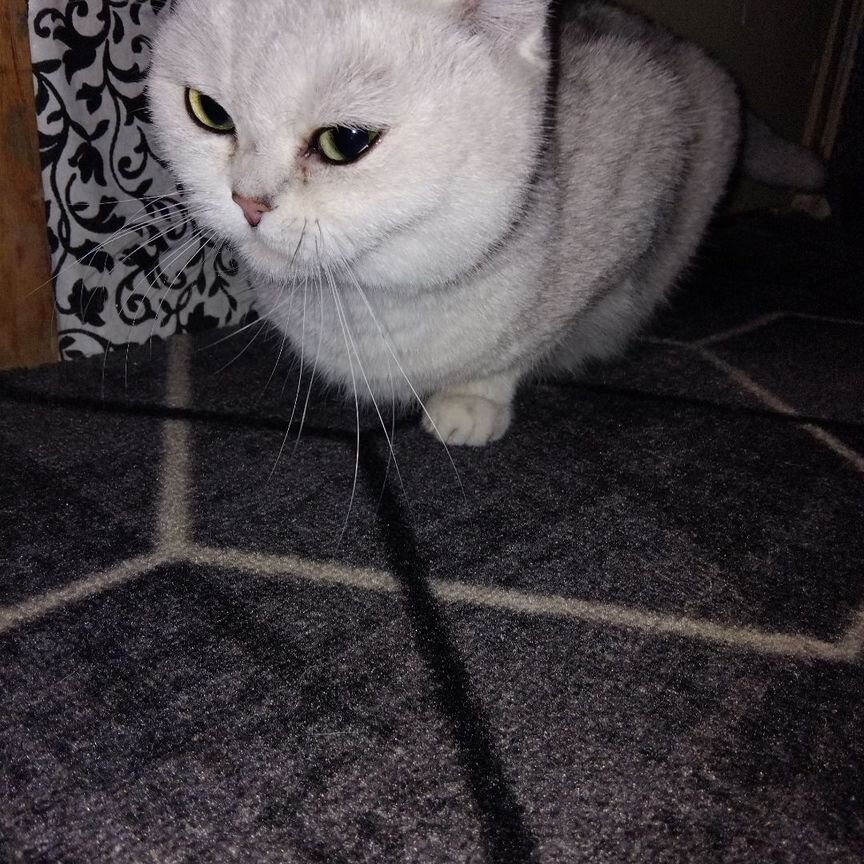 Кошка