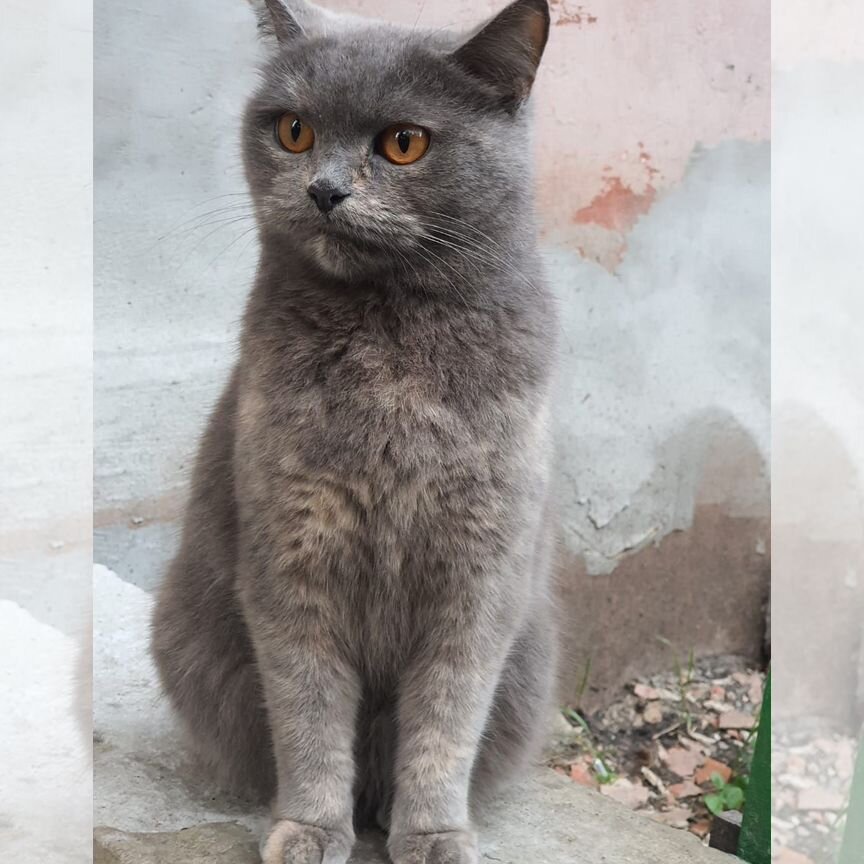 Взрослая, кошка в добрые руки