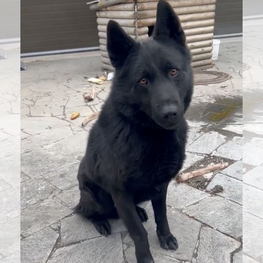 Немецкая овчарка, взрослый пёс