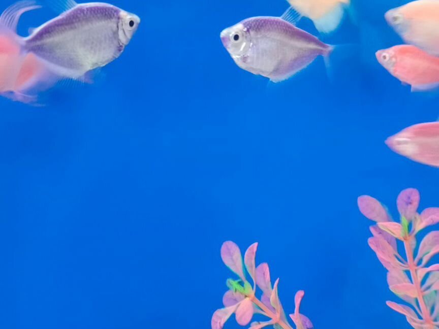 Тернеция фиолетовая