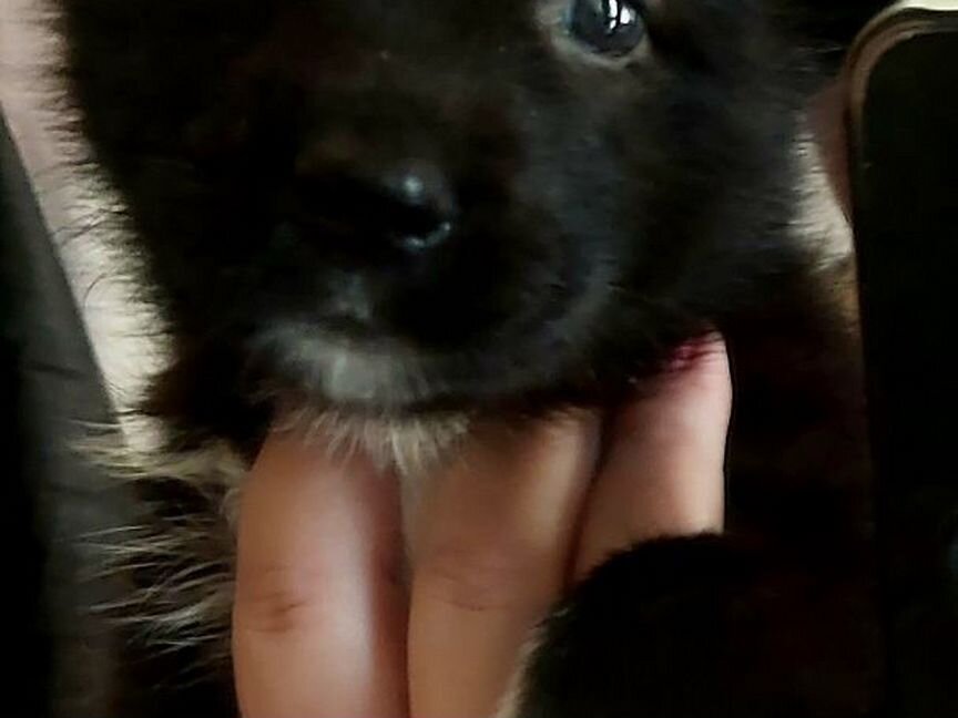 Щенки смешанных пород