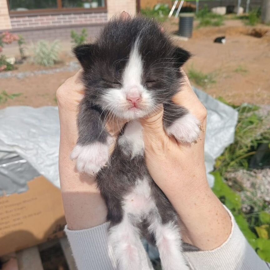 Котята