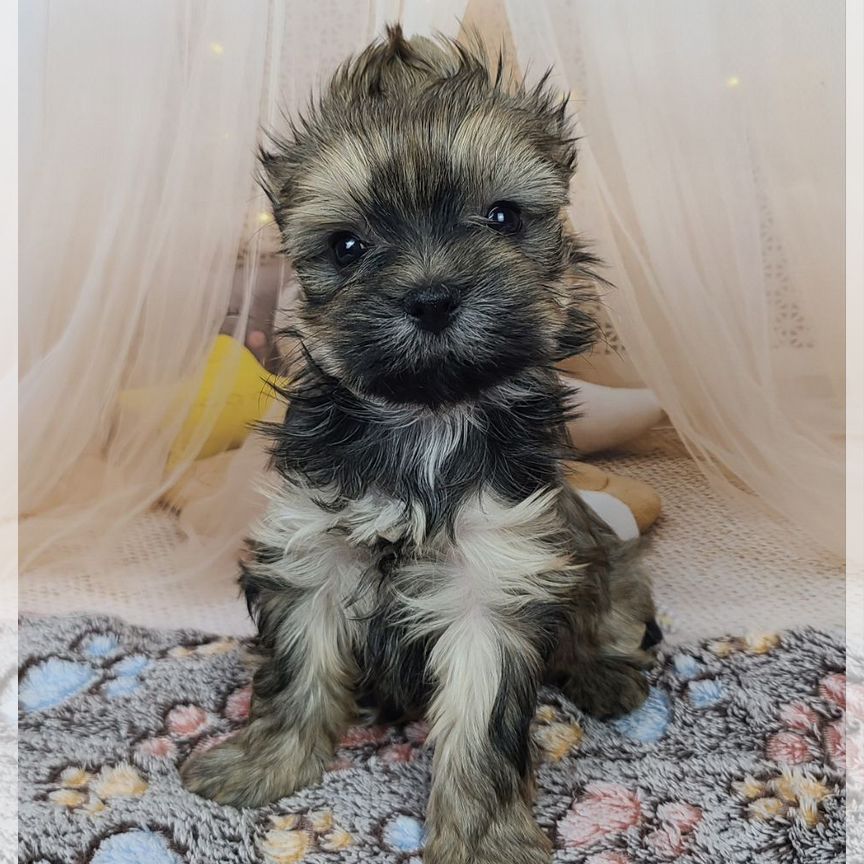 Русская салонная собака, щенок