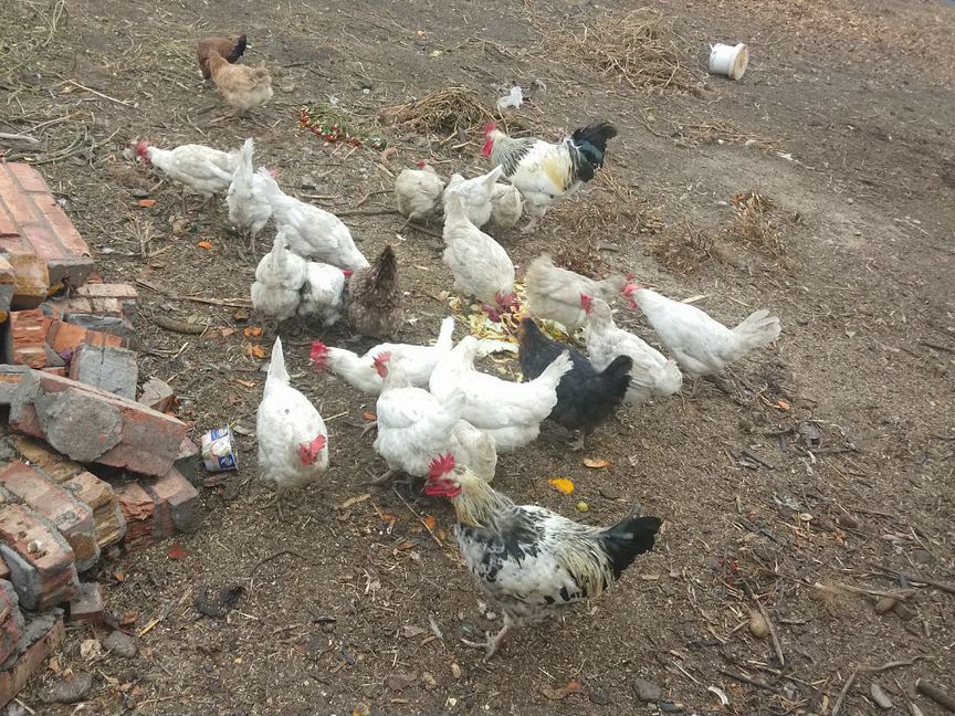 Куры несушки