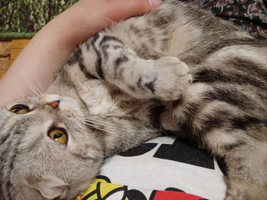 Шотландская кошка