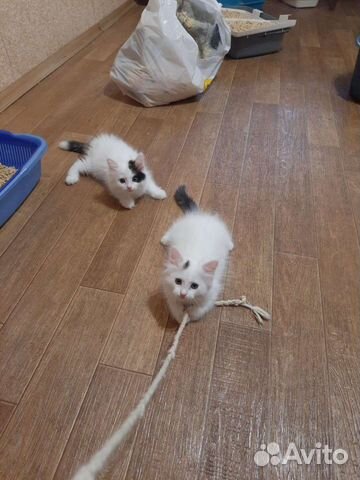Отдам котят