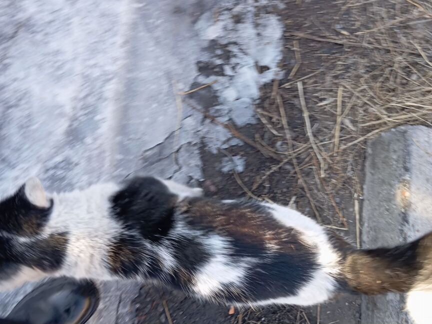 Отдам бесплатно в добрые руки, нашли котейку