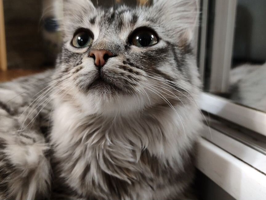 Котёнок сибирский + лоток