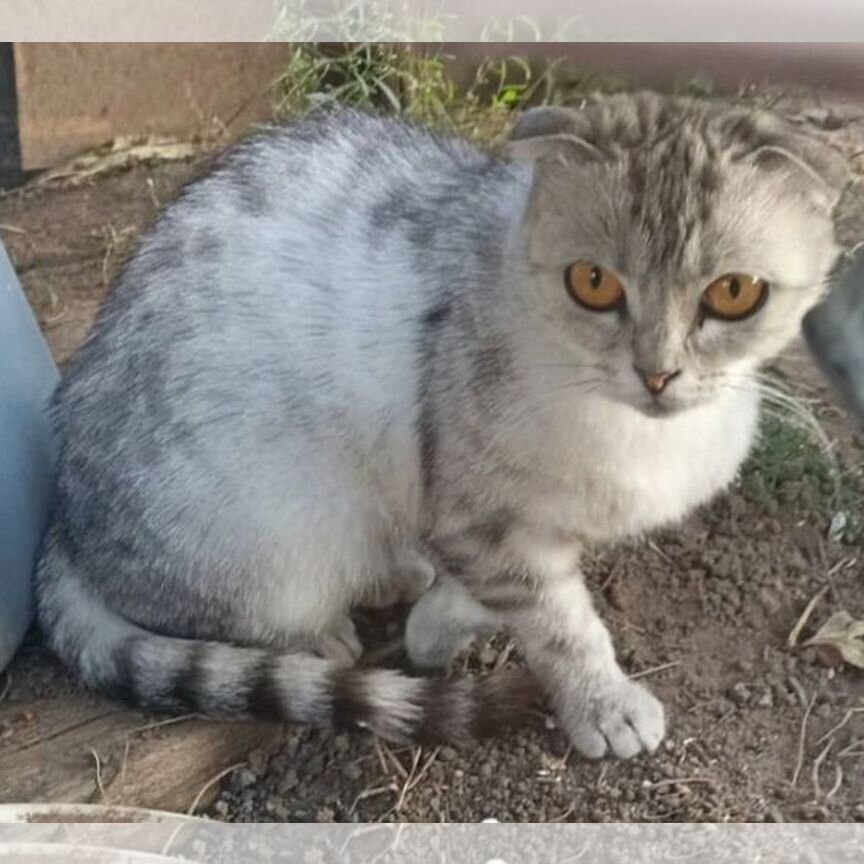 Шотландская вислоухая кошка бесплатно