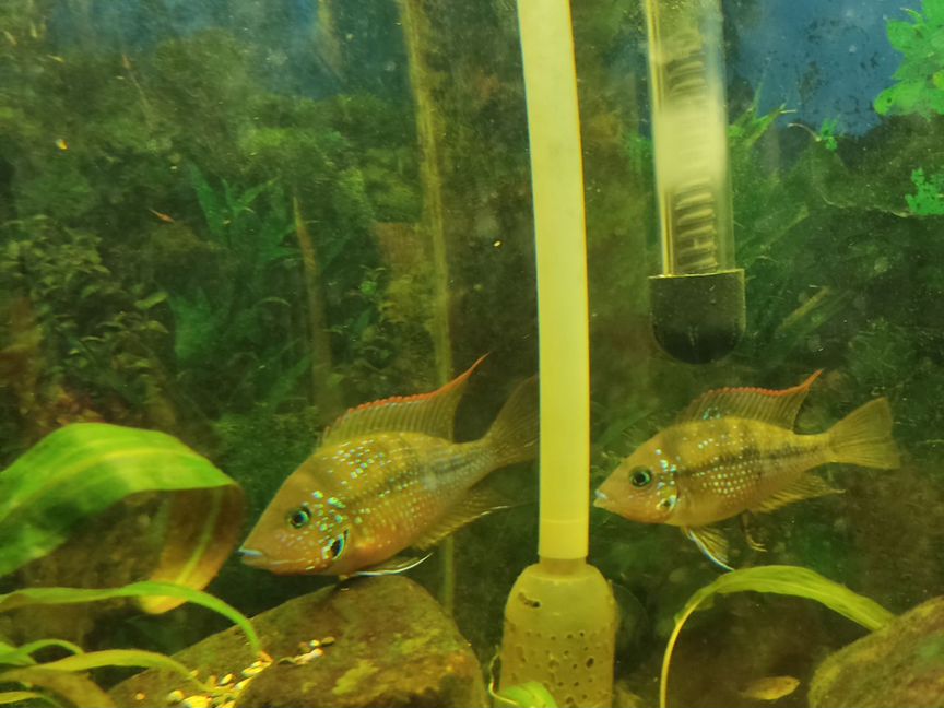 Аквариумные рыбки