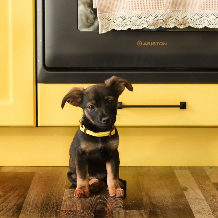 Щенок в добрые руки маленькая размером