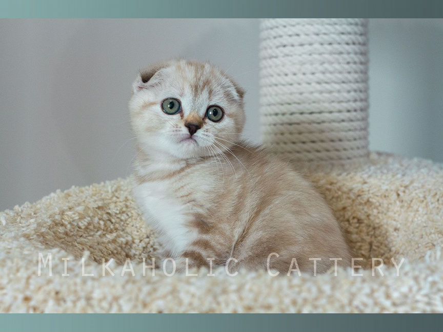 Превосходный тип. Редчайший окрас. Знатные крови