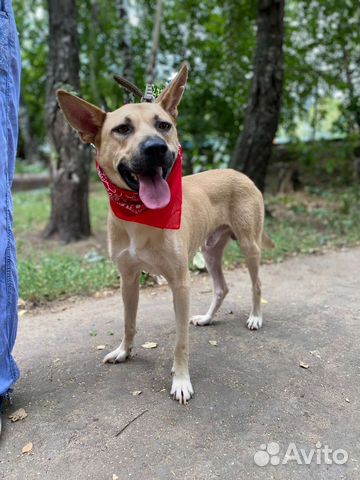 Собака Тейл в добрые руки