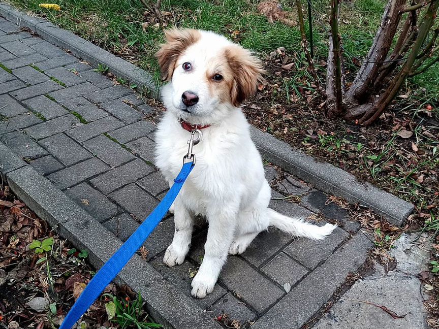 Биму снова предали. Теряю надежду