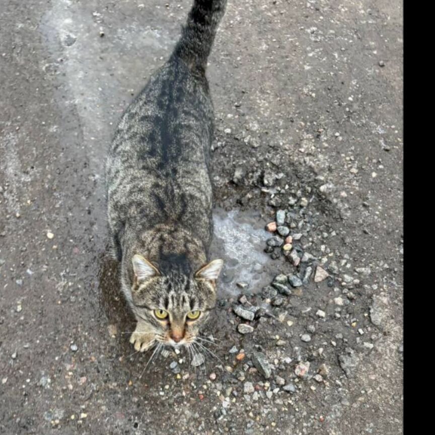 Взрослая, Девочка кошка в добрые руки