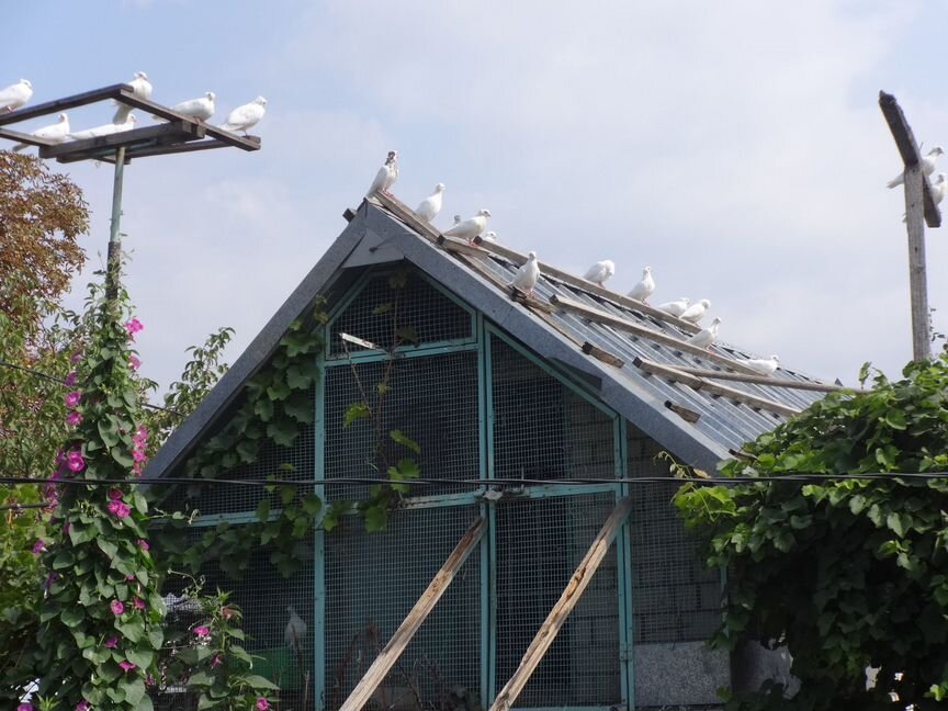 Продажа голубей спортивный