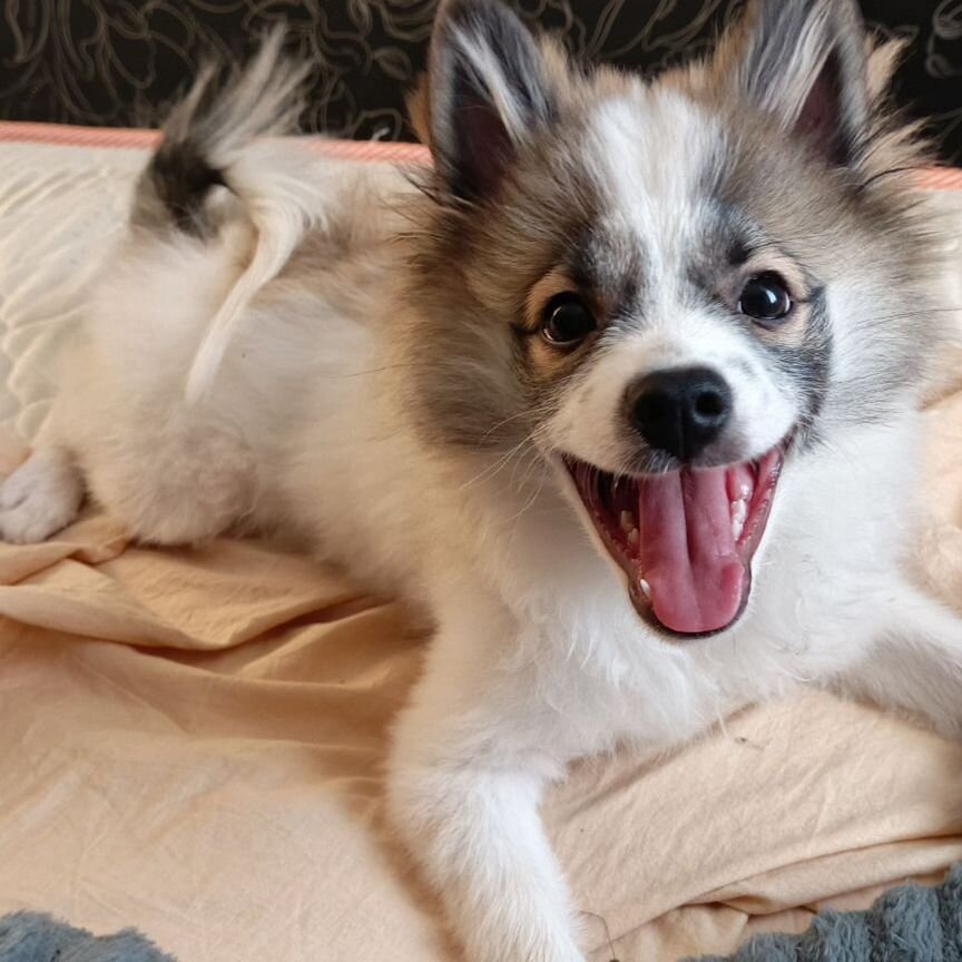 Немецкий шпиц, щенок