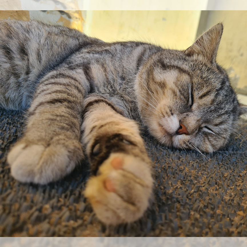 Кот в заботливые руки
