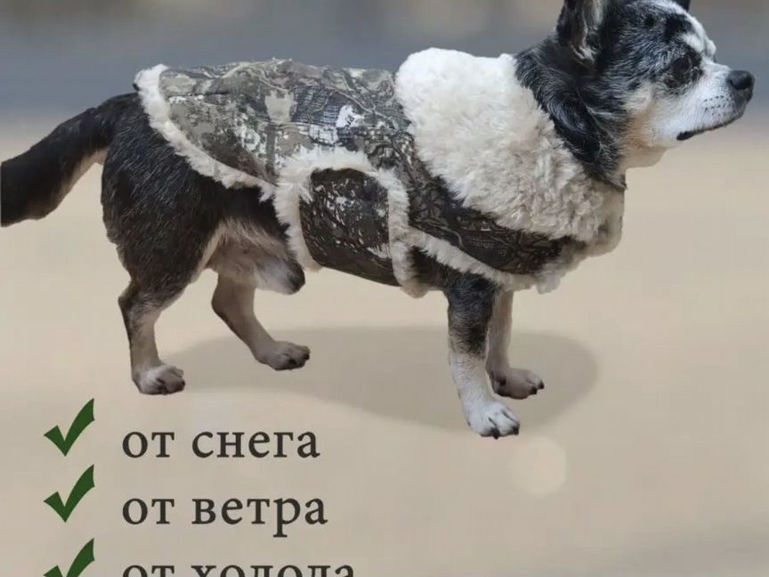 Попона для собак