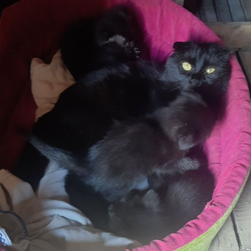Абсолютно чёрные котята