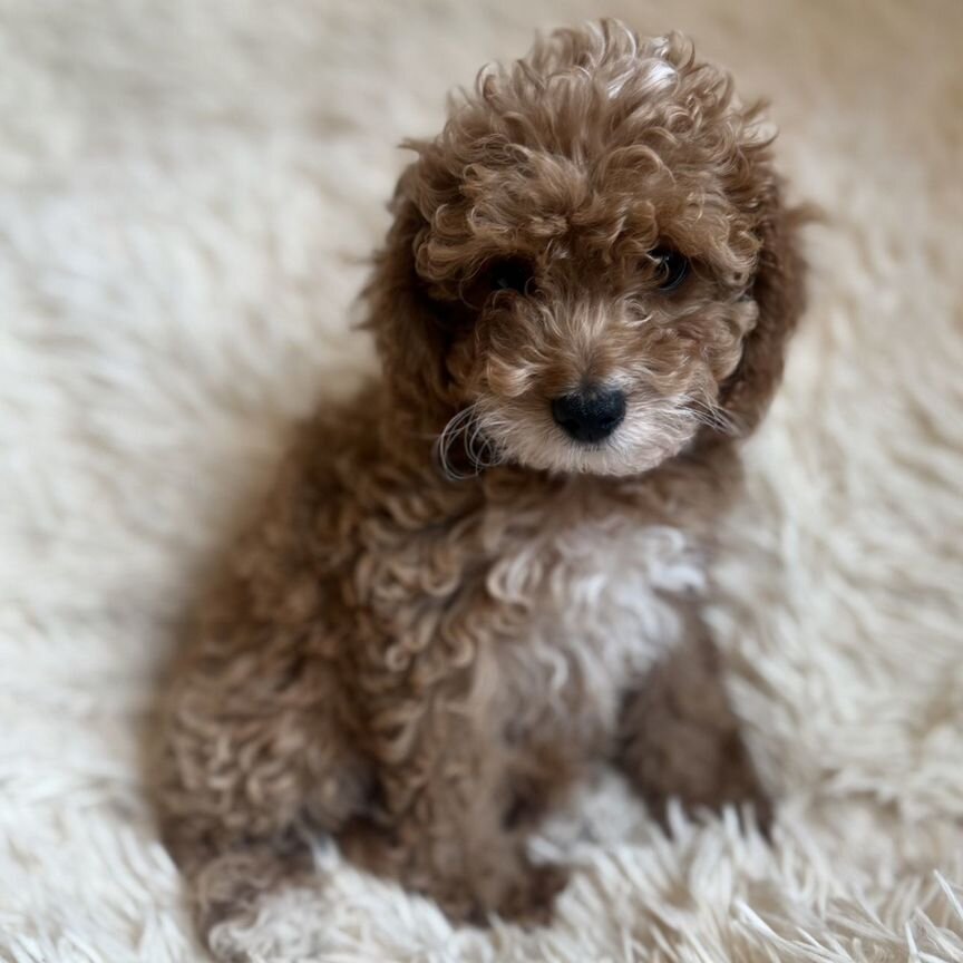 Кавапу, щенок