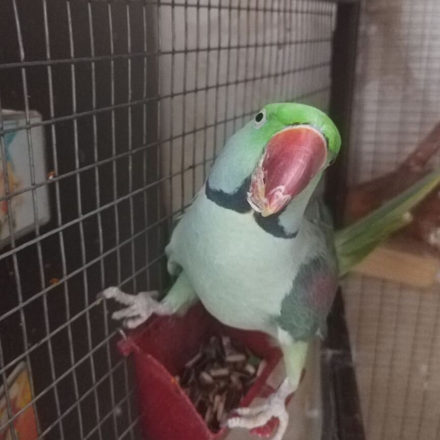 Александрийский попугай