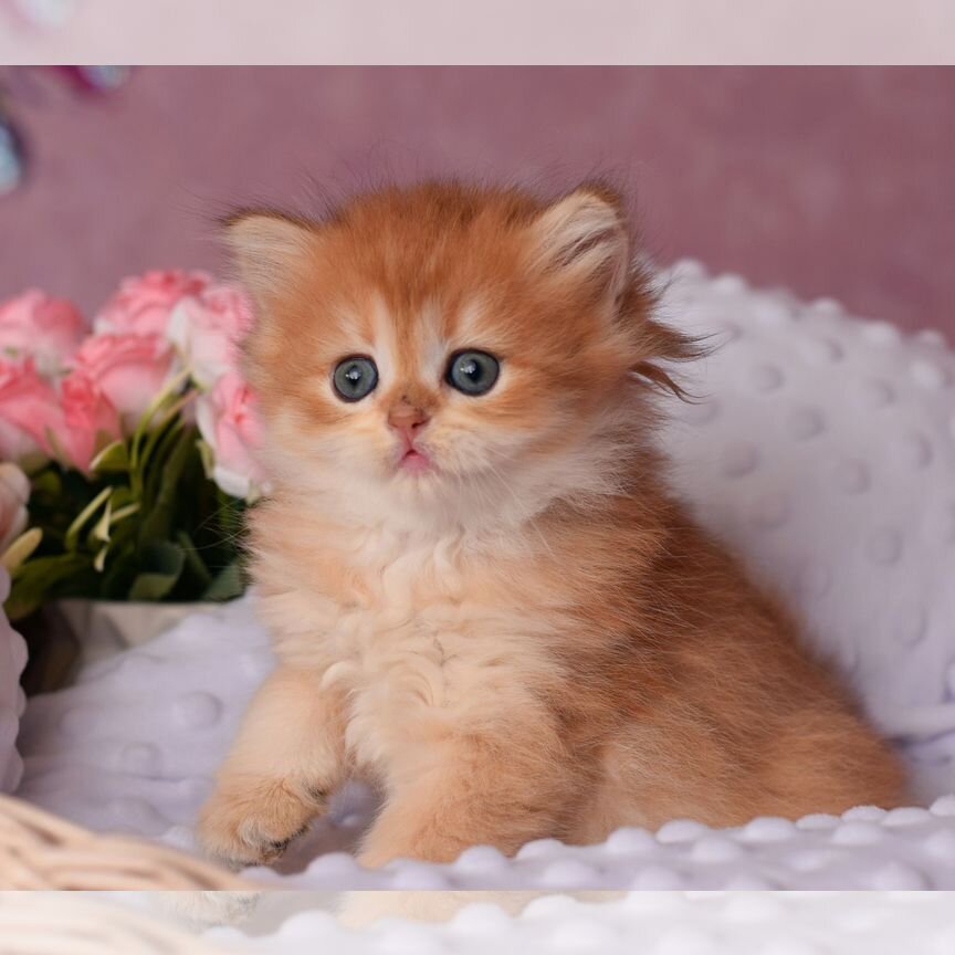 Шотландский прямоухий длинношёрстный котёнок