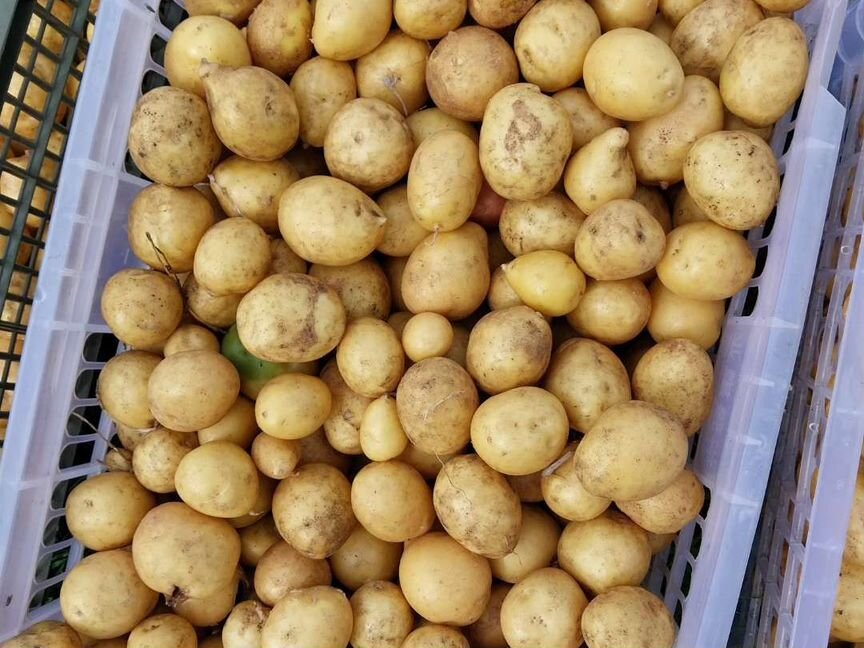 Картофель мелкий, мытый