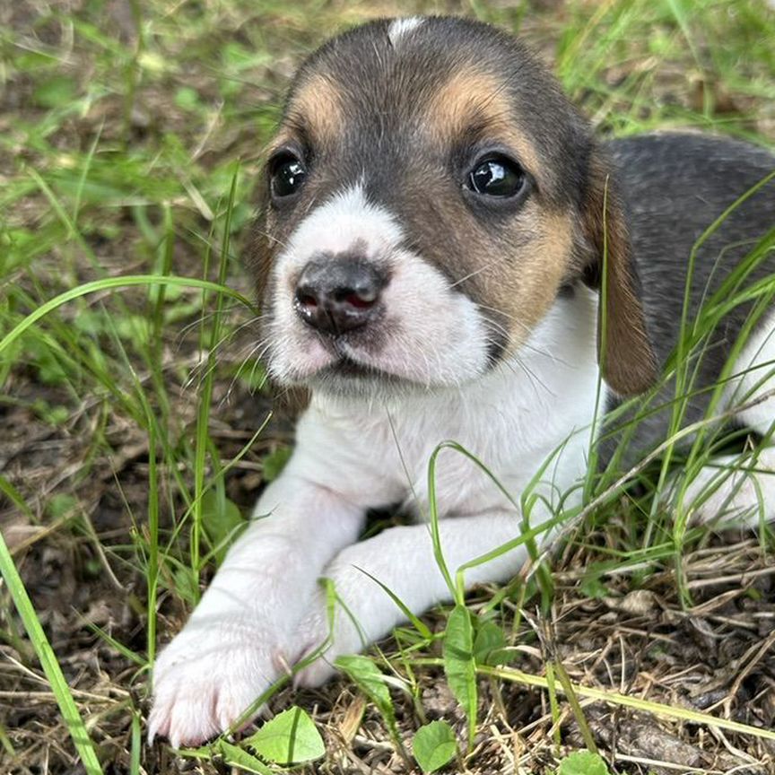 Эстонская гончая