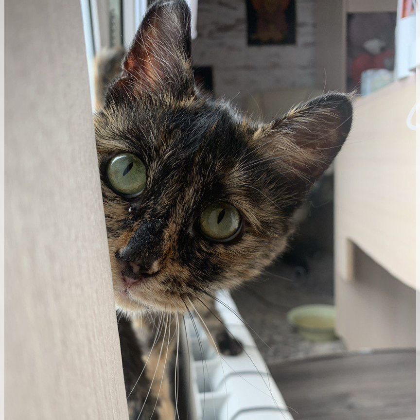 Взрослая, Девочка кошка в добрые руки