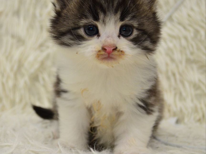 Котенок мальчик 1 месяц