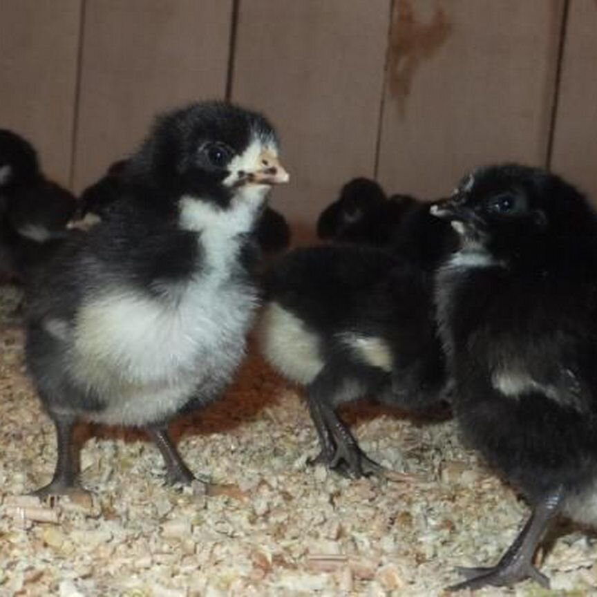 Цыплята доминанты