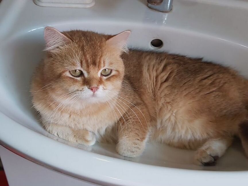 Британский кот