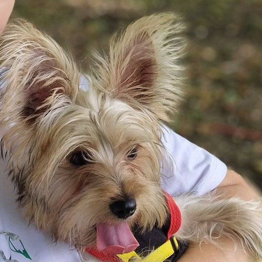 Йоркширский терьер щенки